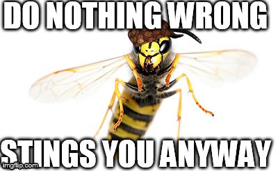 Why are yellowjackets dangerous?